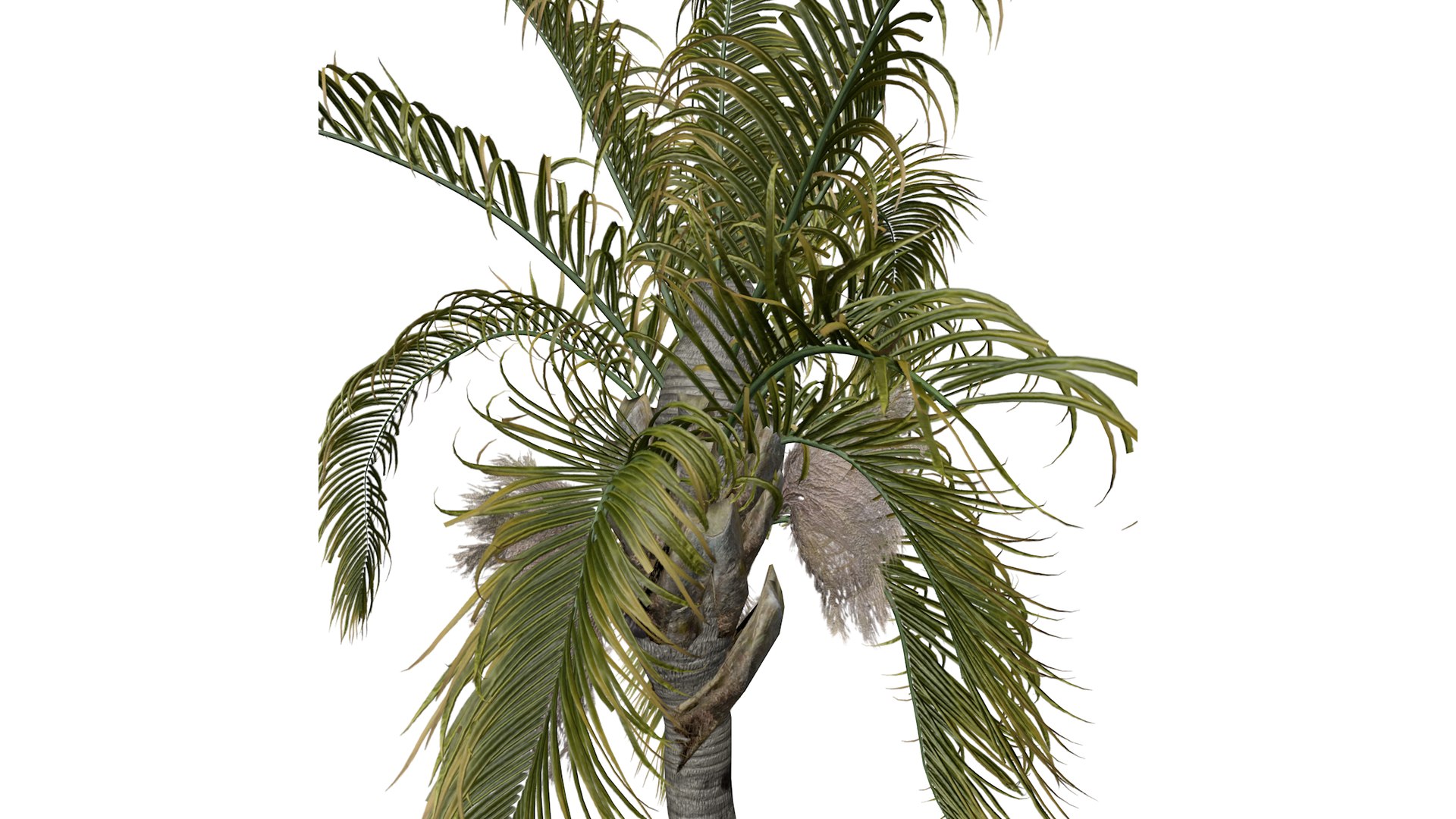 3D Queen Palm Tree - 07 - Model - TurboSquid 2372024