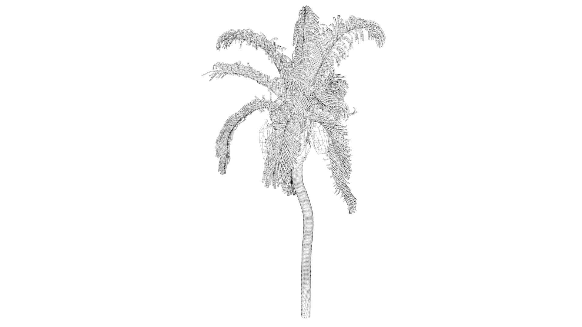 3D Queen Palm Tree - 07 - Model - TurboSquid 2372024