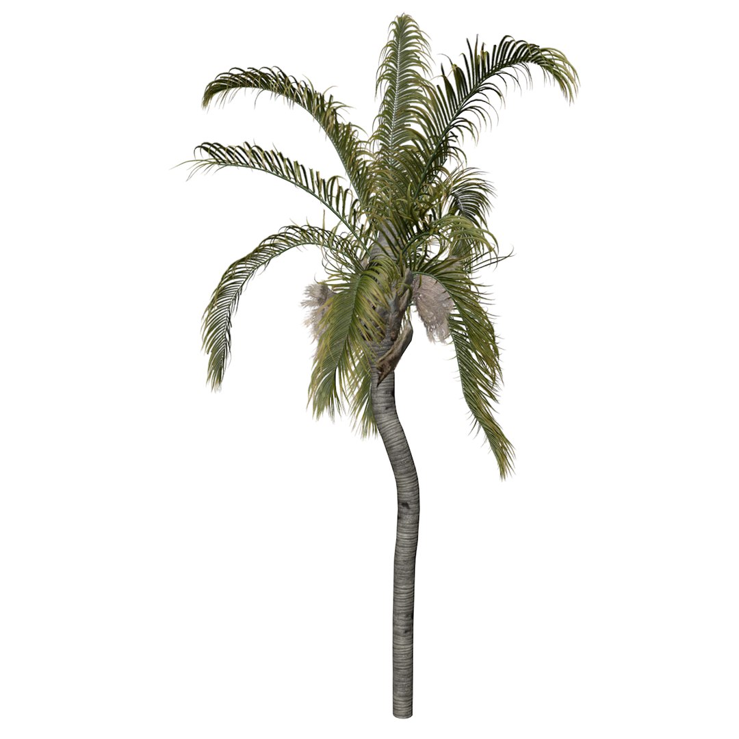 3D Queen Palm Tree - 07 - Model - TurboSquid 2372024