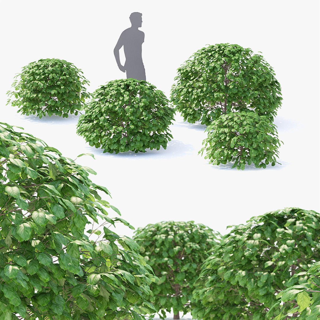 Fagus sylvatica sphere model - TurboSquid 2005154