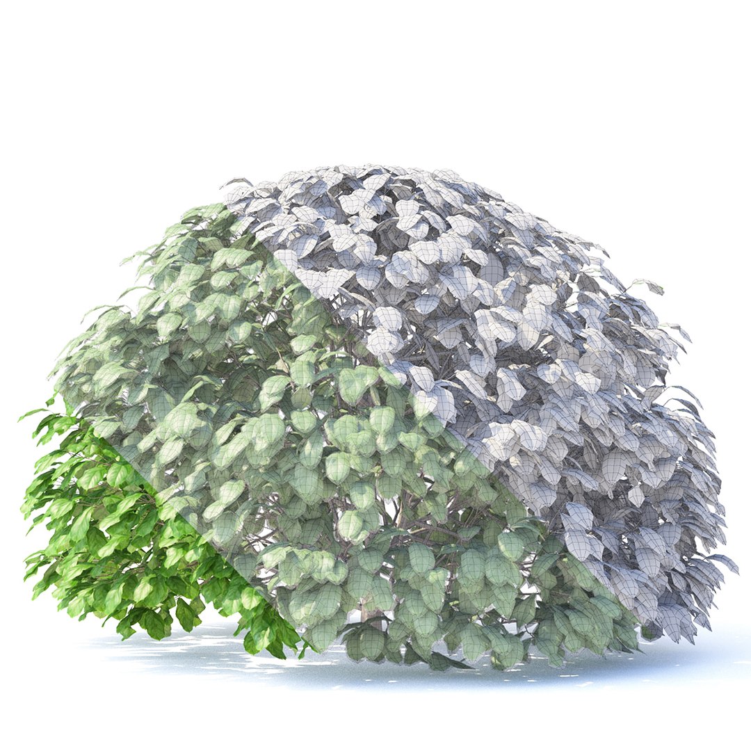 Fagus Sylvatica Sphere Model - TurboSquid 2005154