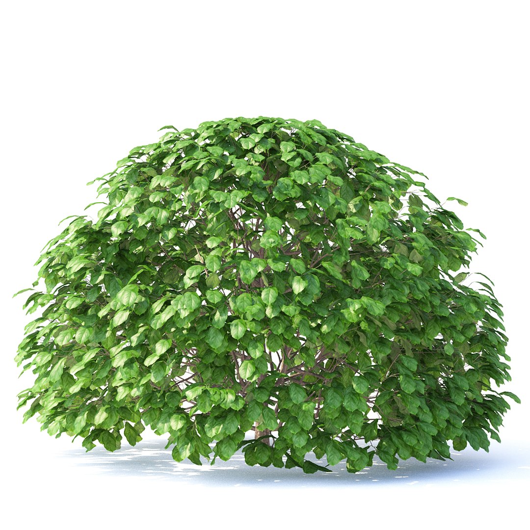 Fagus Sylvatica Sphere Model - TurboSquid 2005154