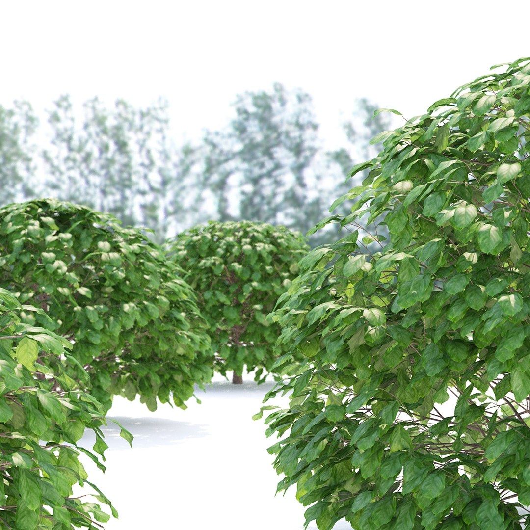 Fagus Sylvatica Sphere Model - TurboSquid 2005154