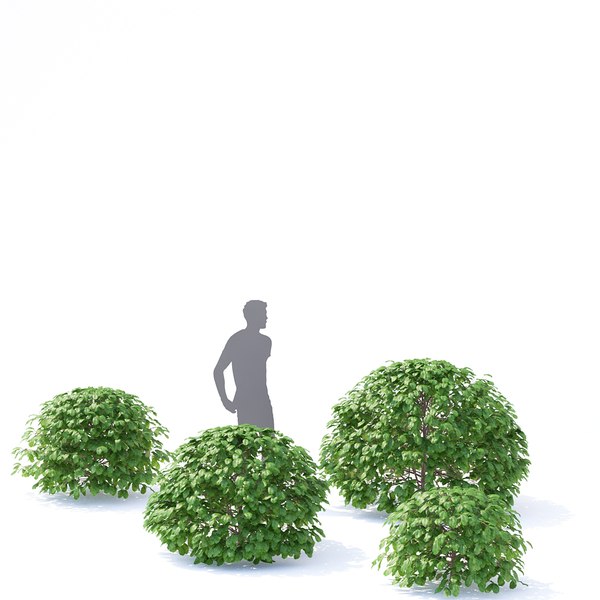 Fagus sylvatica sphere model - TurboSquid 2005154