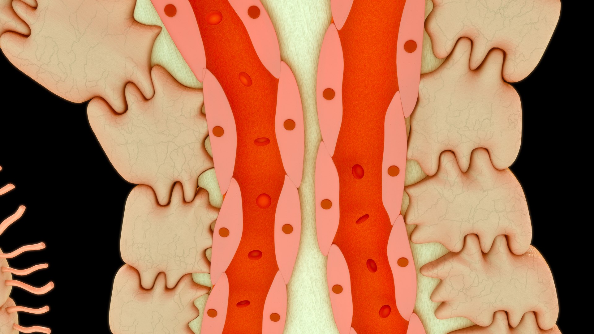 3D Ependymal Cells In Human Brain Model - TurboSquid 2192762