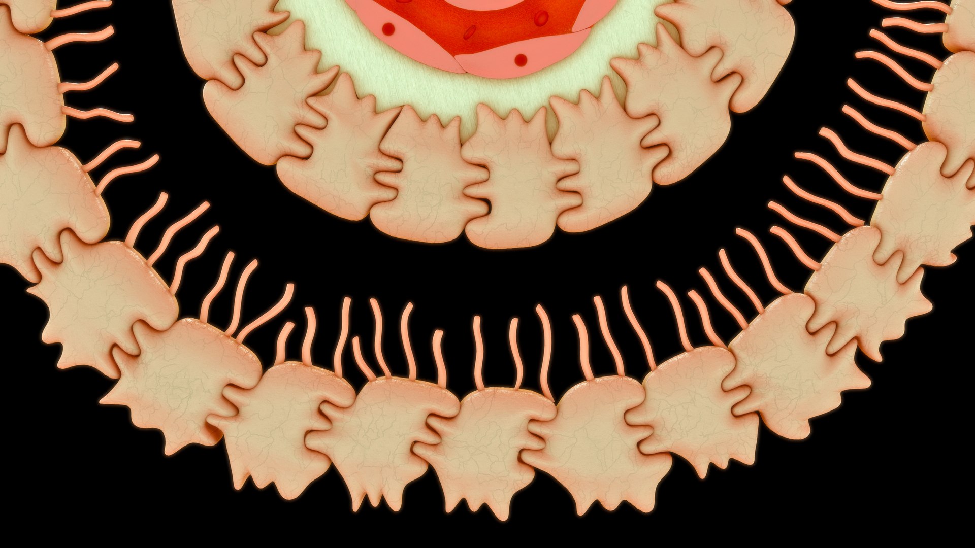 3D Ependymal Cells In Human Brain Model - TurboSquid 2192762