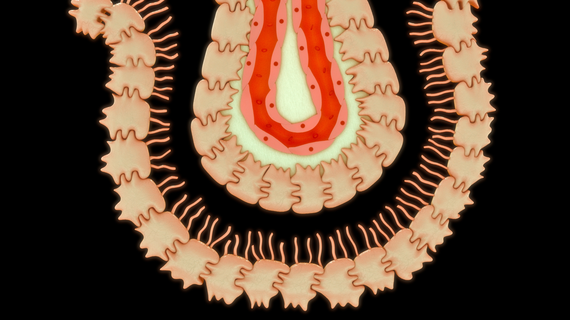 3D Ependymal Cells In Human Brain Model - TurboSquid 2192762