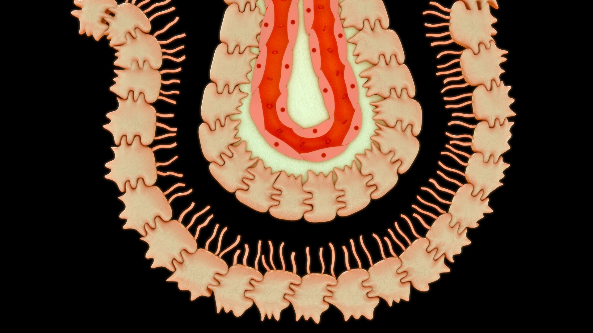 3D Ependymal Cells In Human Brain Model - TurboSquid 2192762
