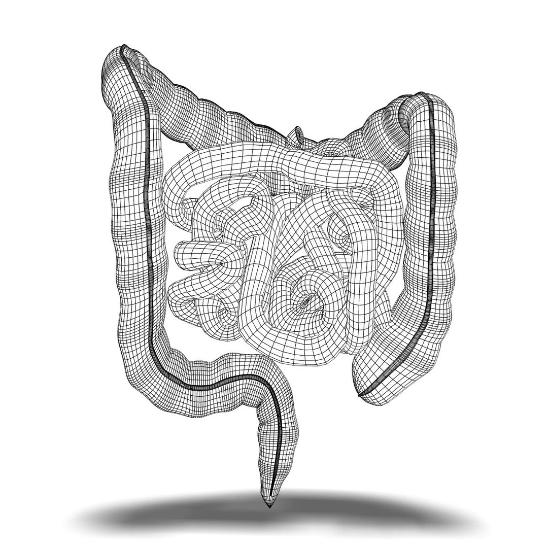 Human Intestines Anatomy 3d Model