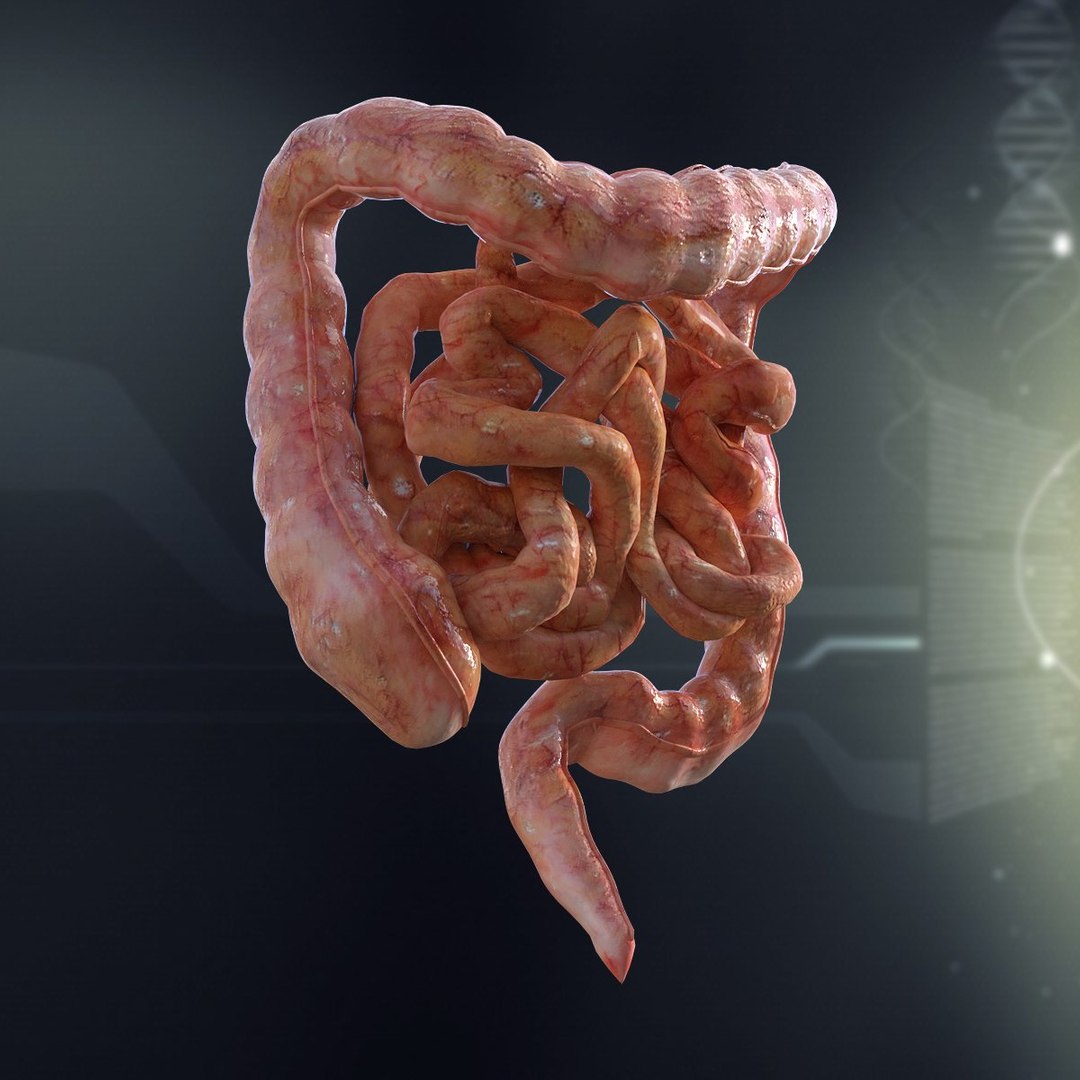 Human Intestines Anatomy 3d Model