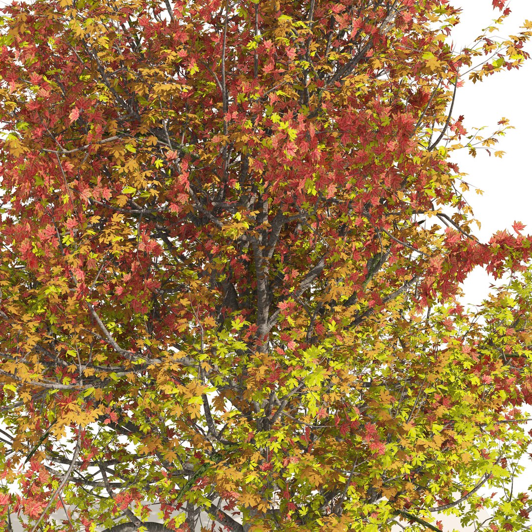 3D 3 Colored Autumn Mountain Maple Tree Model - TurboSquid 1956645