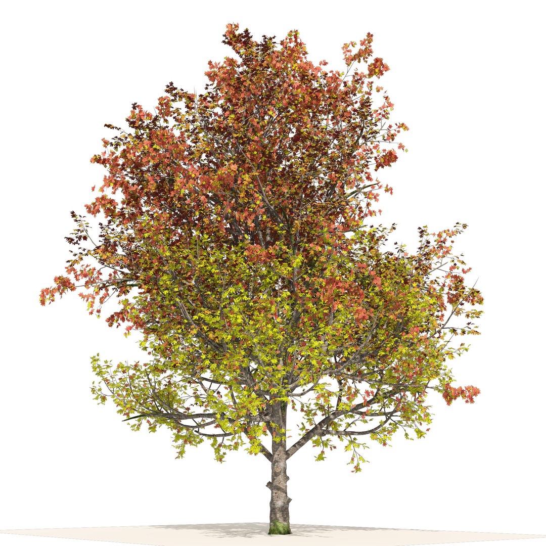 3D 3 Colored Autumn Mountain Maple Tree Model - TurboSquid 1956645