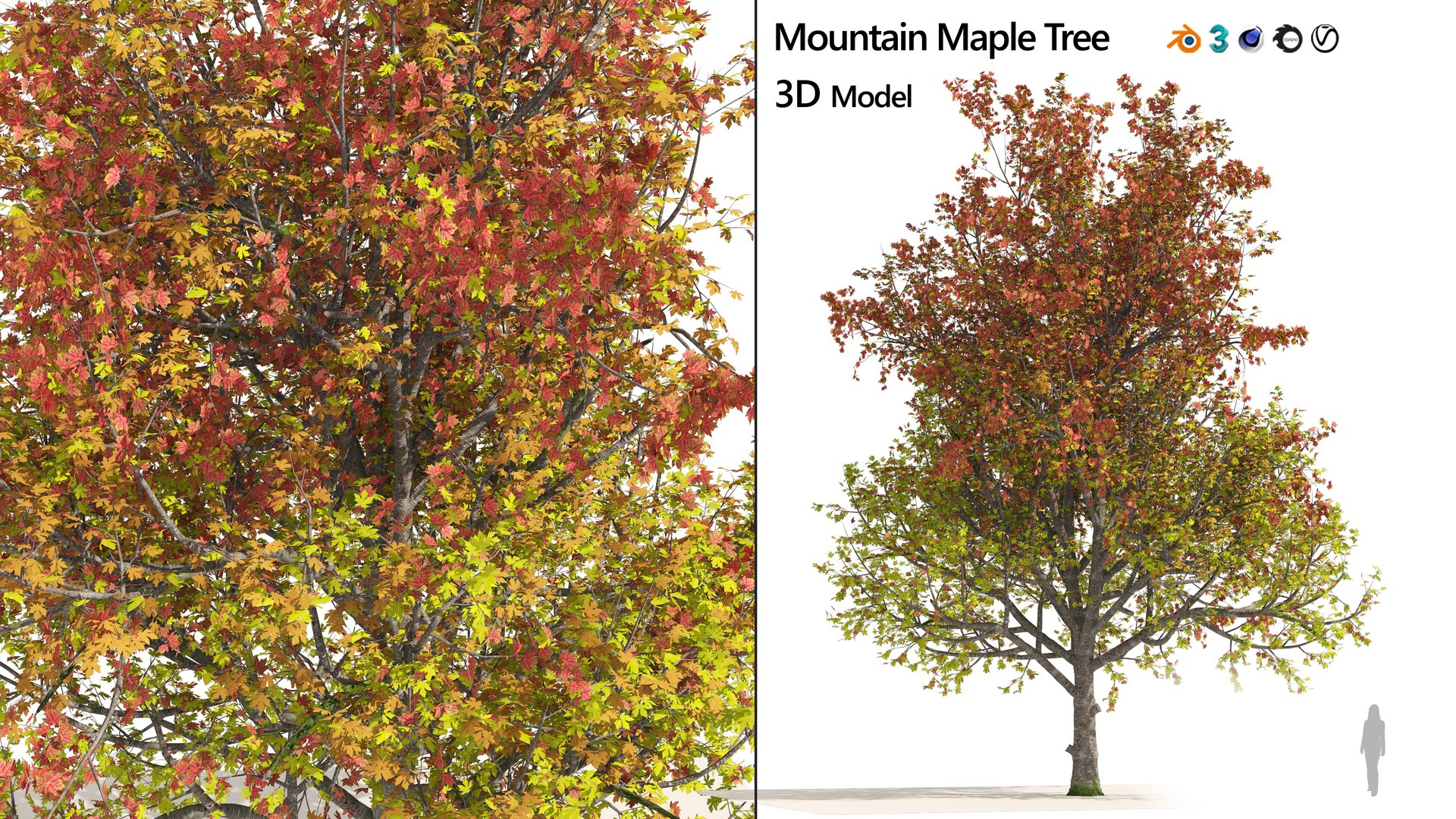 3D 3 Colored Autumn Mountain Maple Tree Model - TurboSquid 1956645