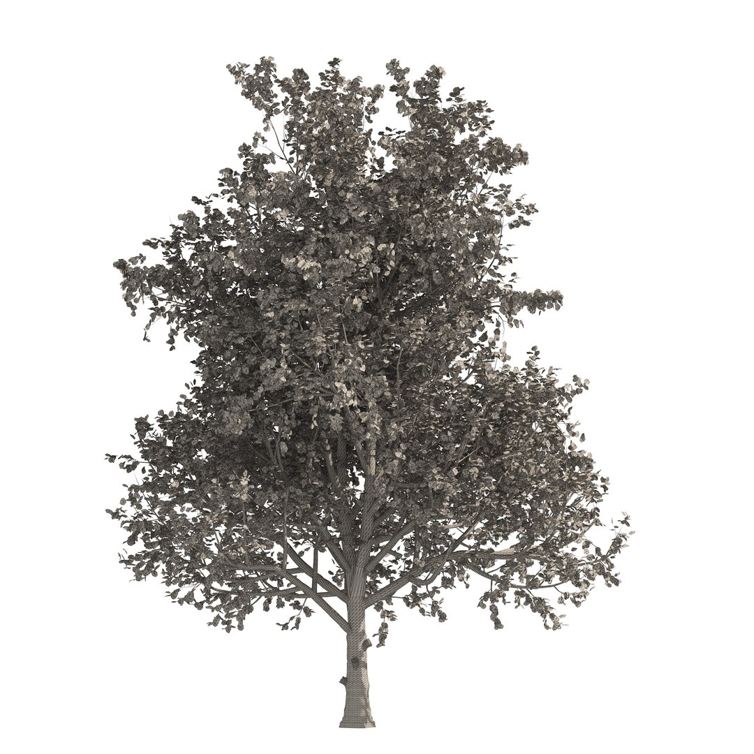3D 3 Colored Autumn Mountain Maple Tree Model - TurboSquid 1956645