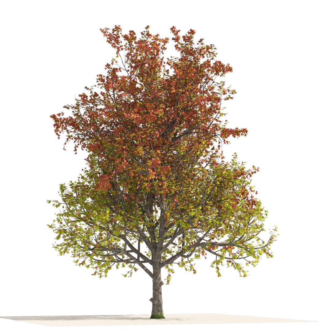 3D 3 Colored Autumn Mountain Maple Tree Model - TurboSquid 1956645