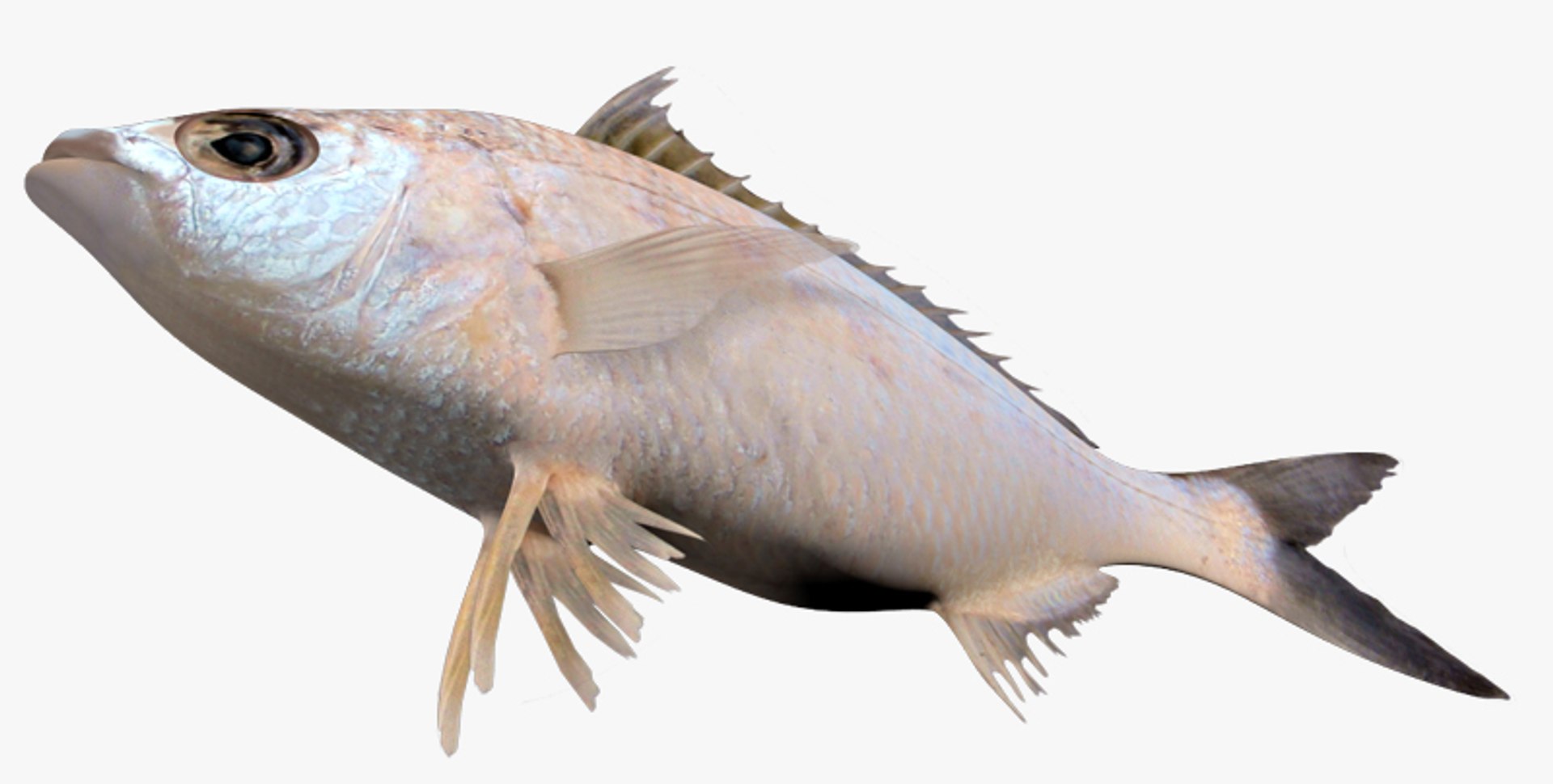 Pacific Spotfin Mojarra 3d Model