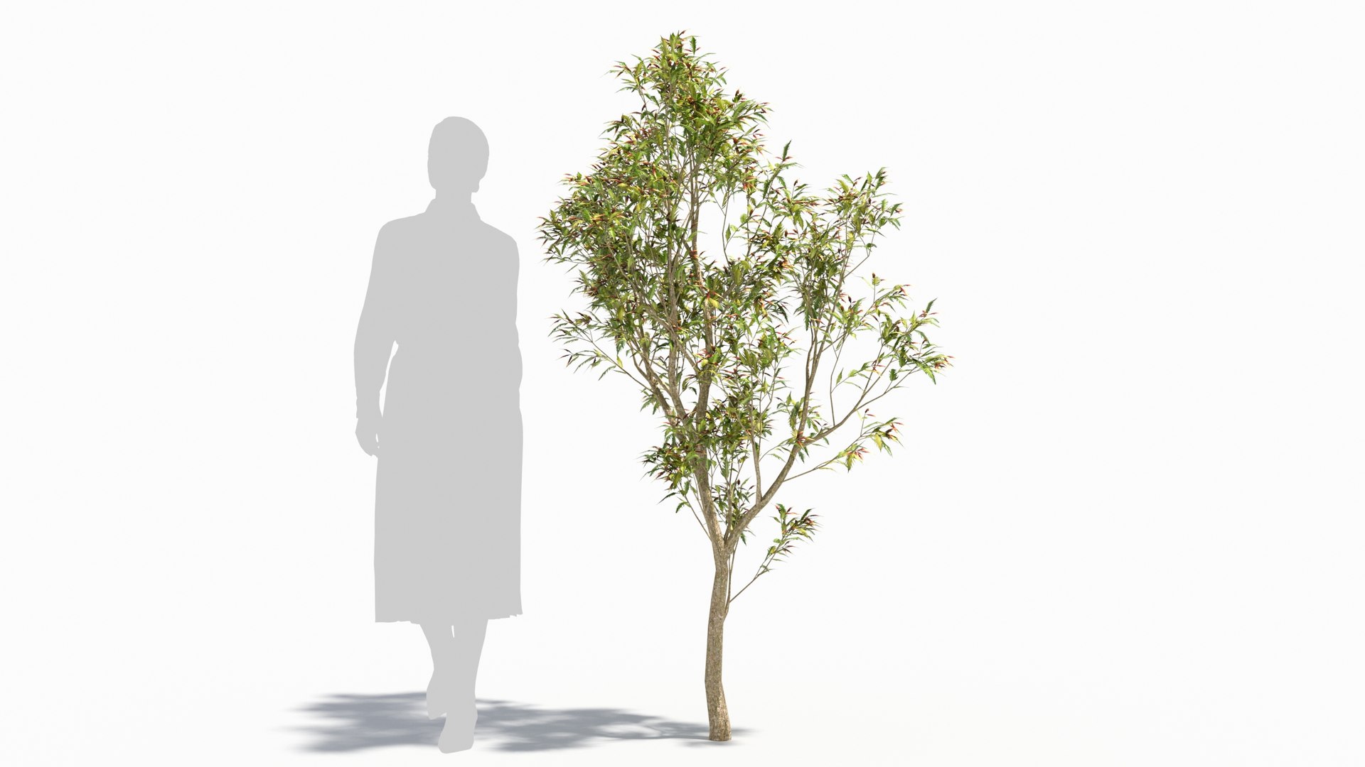Sambucus Tree Model - TurboSquid 2027089