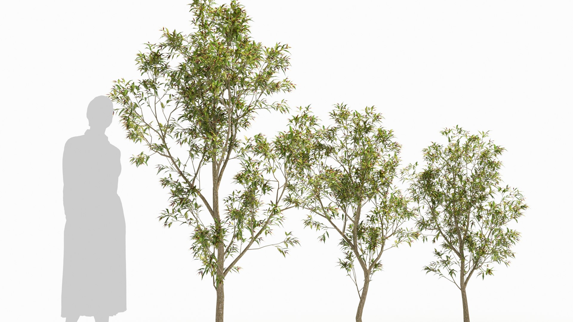 Sambucus Tree Model - TurboSquid 2027089