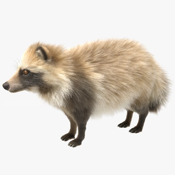 3D Raccoon Models | TurboSquid