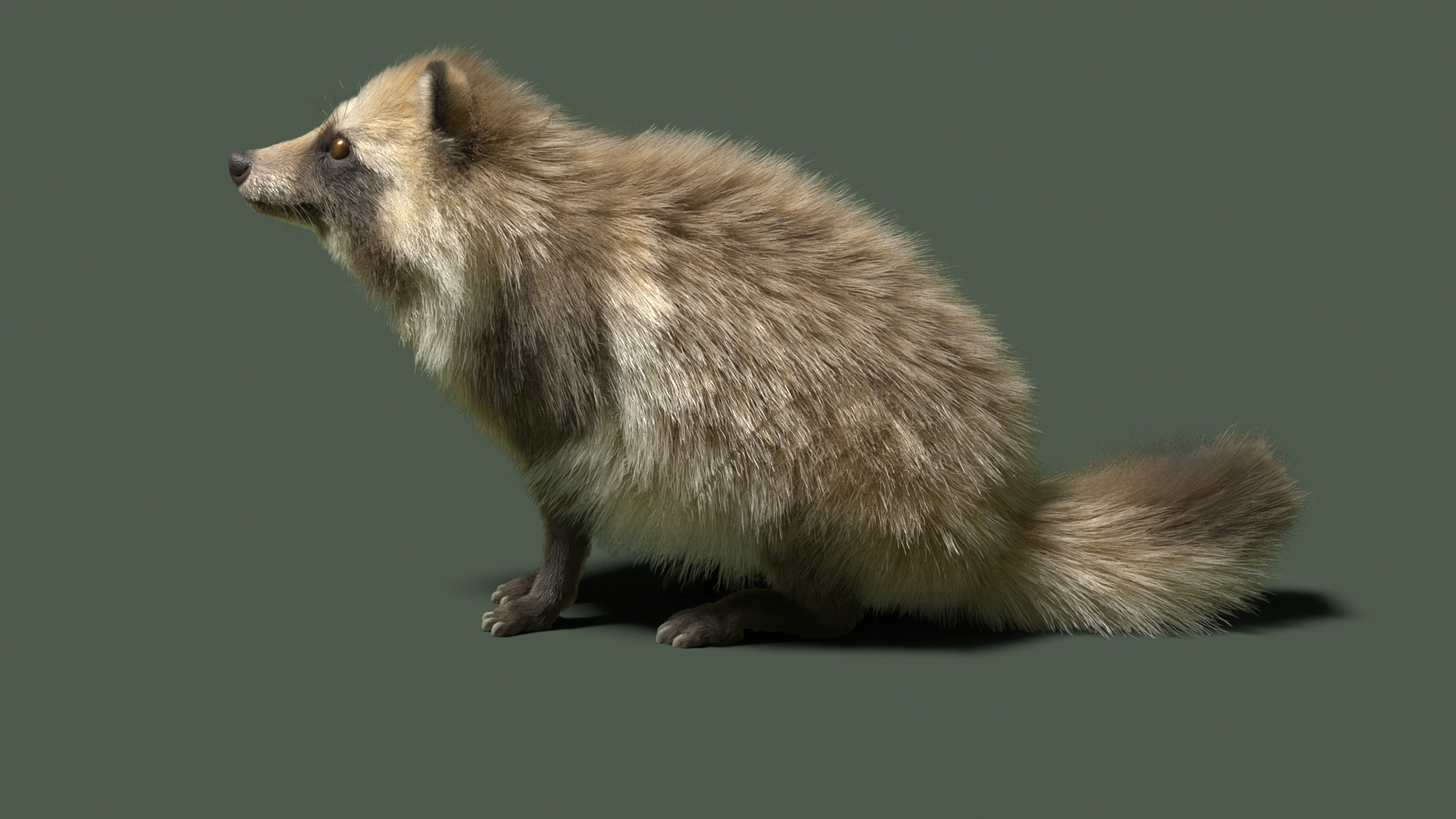 3D Model Raccoon Dog - TurboSquid 2127604