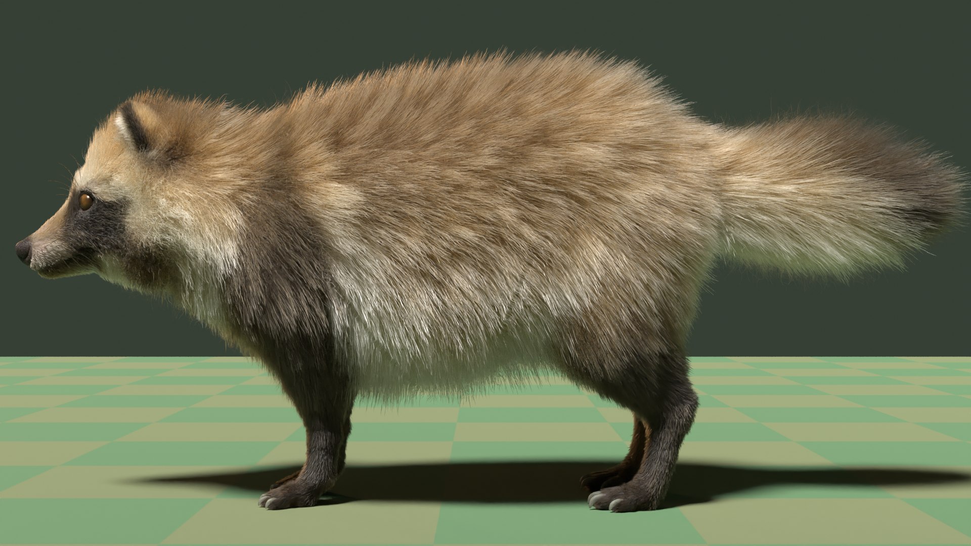 3D Model Raccoon Dog - TurboSquid 2127604