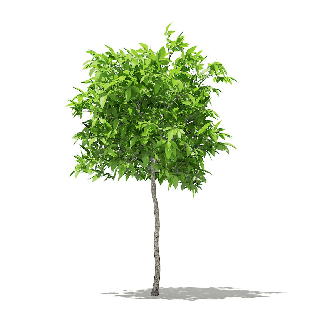 Avocado tree 1 5m 3D model - TurboSquid 1305211