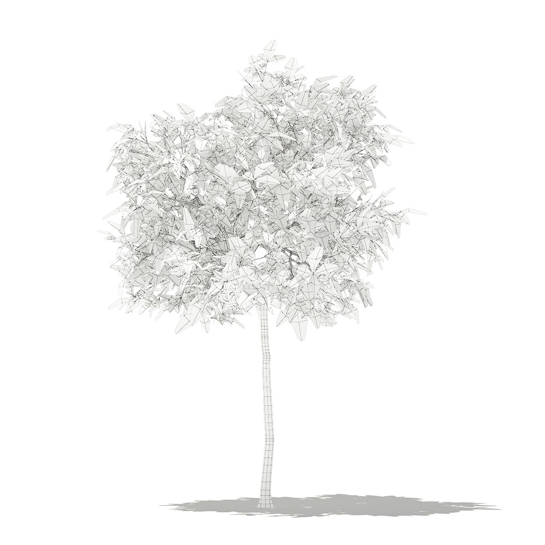 Avocado tree 1 5m 3D model - TurboSquid 1305211