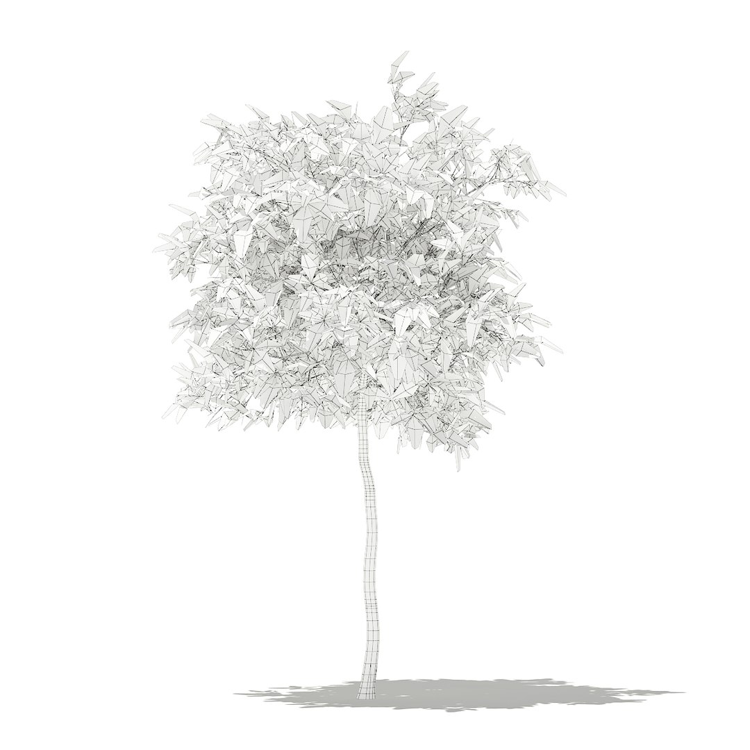 Avocado tree 1 5m 3D model - TurboSquid 1305211
