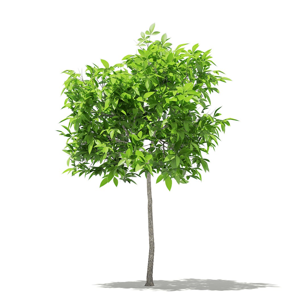 Avocado tree 1 5m 3D model - TurboSquid 1305211