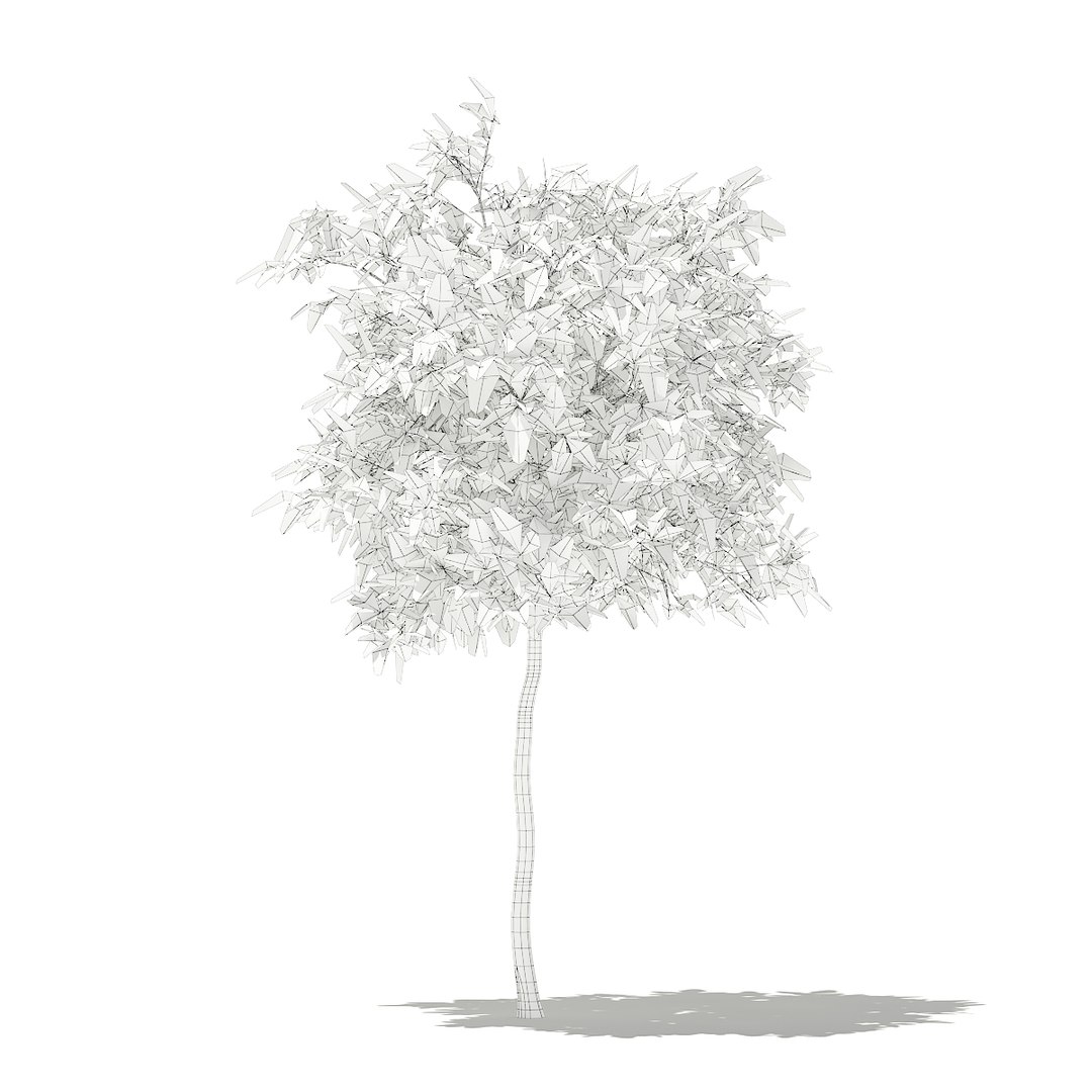 Avocado tree 1 5m 3D model - TurboSquid 1305211