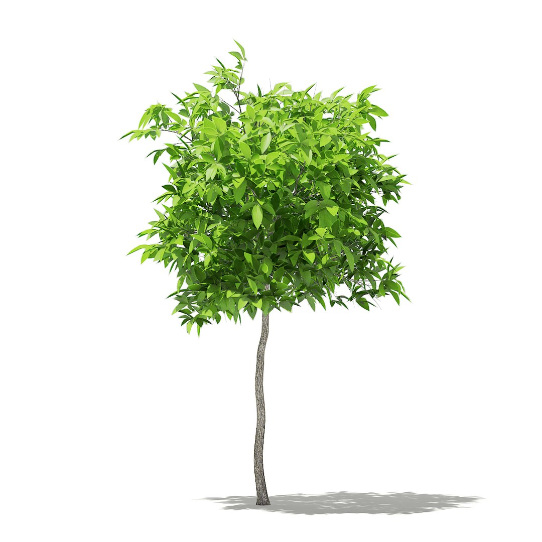 Avocado tree 1 5m 3D model - TurboSquid 1305211
