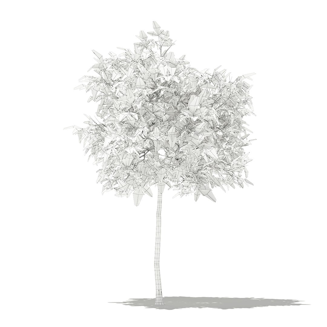 Avocado tree 1 5m 3D model - TurboSquid 1305211