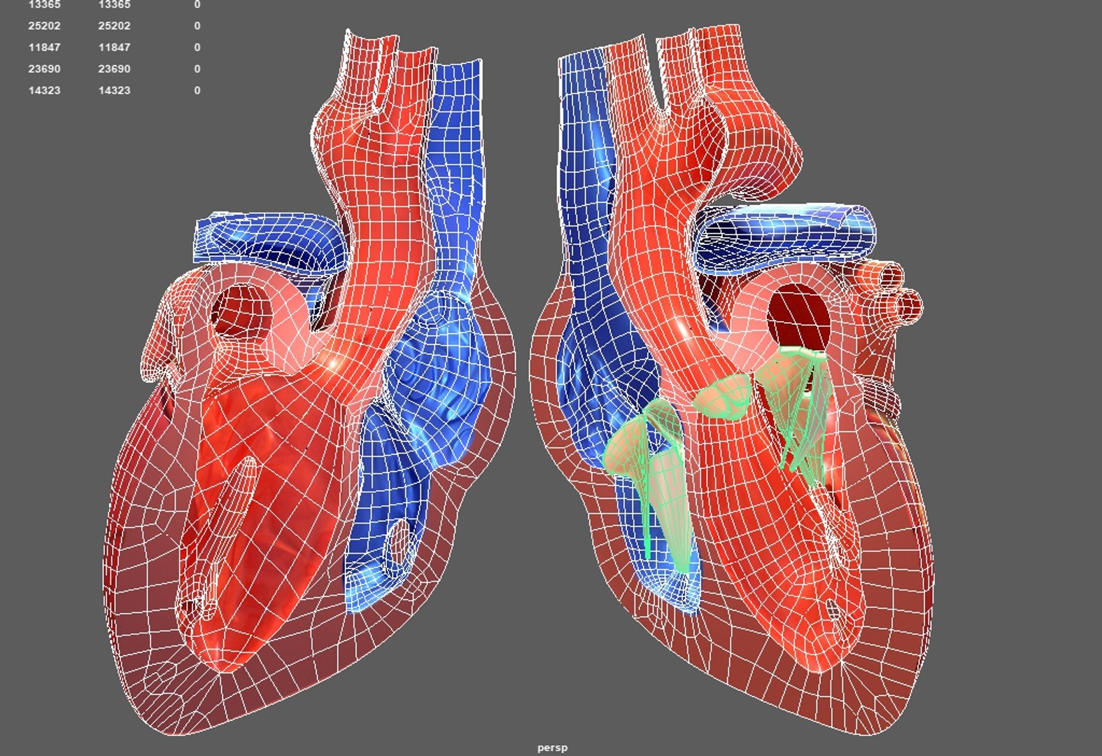 3D Human Heart Anatomy Ar - TurboSquid 1355651