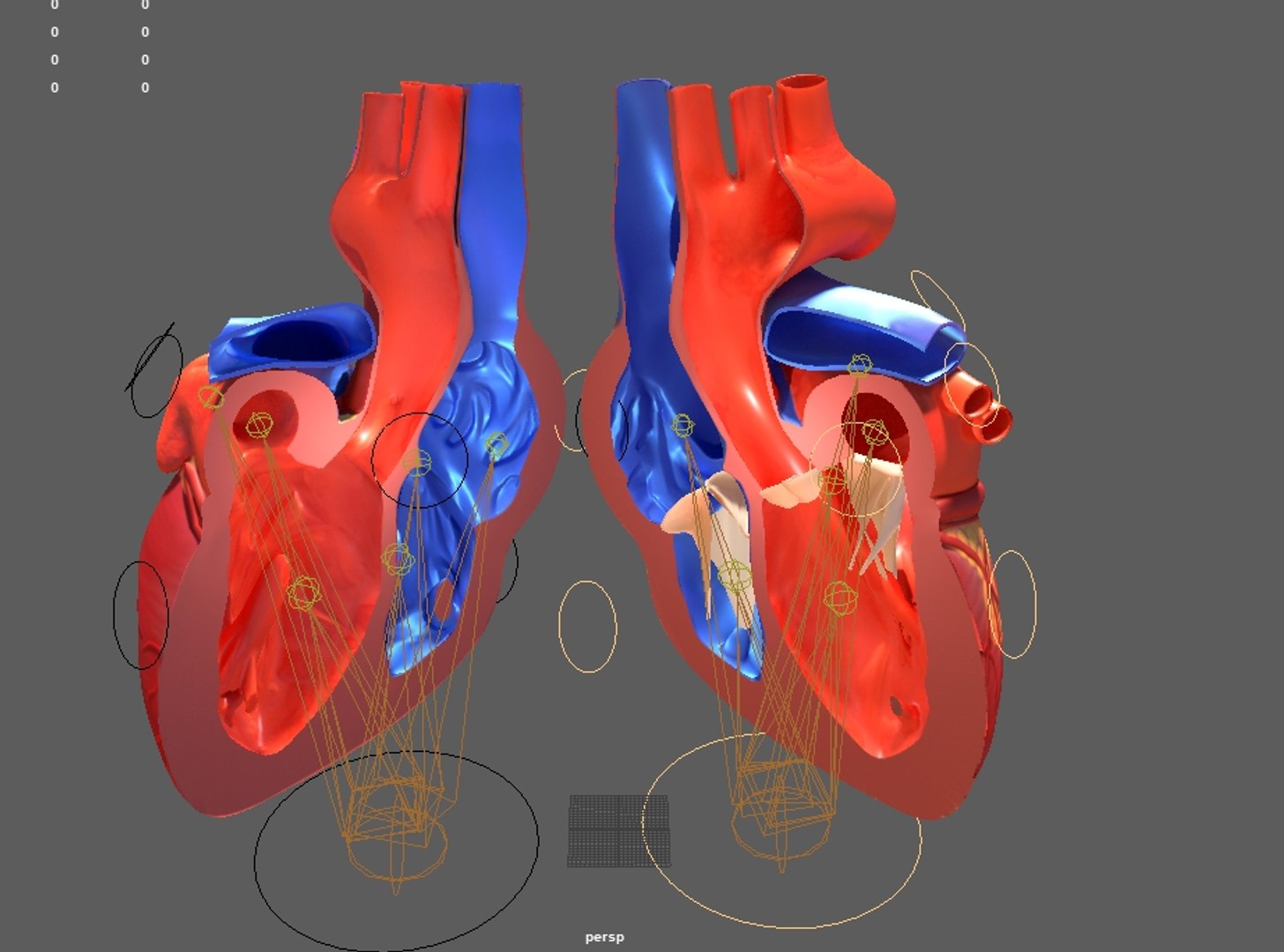 3D Human Heart Anatomy Ar - TurboSquid 1355651