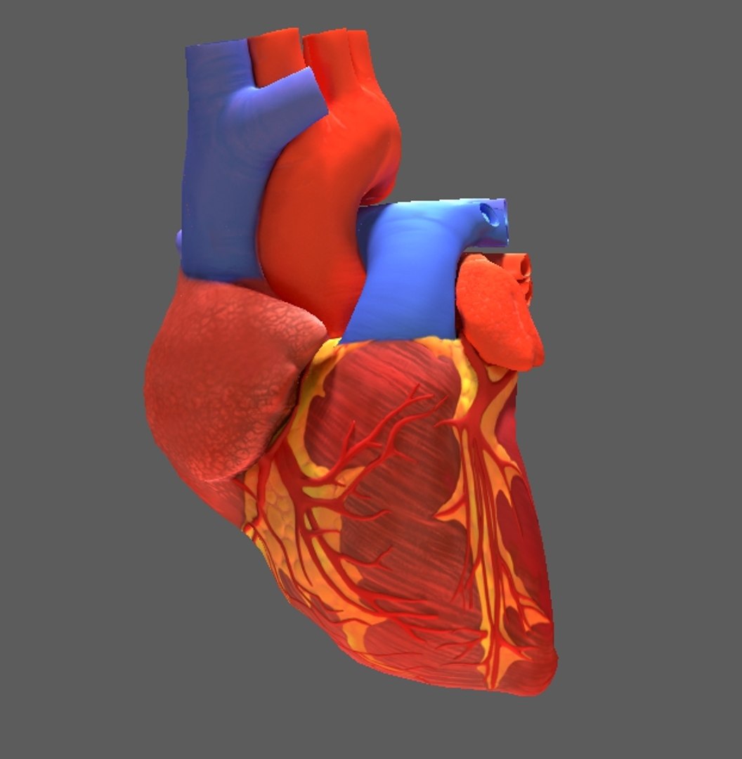 3D Human Heart Anatomy Ar - TurboSquid 1355651