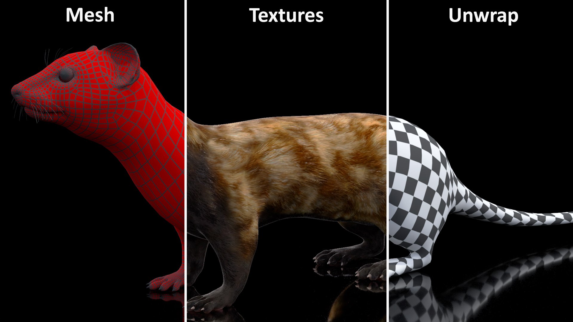 3D Vormela Peregusna - TurboSquid 2207697