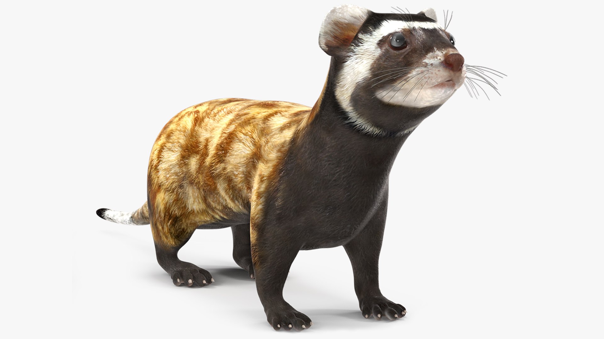 3D Vormela Peregusna - TurboSquid 2207697