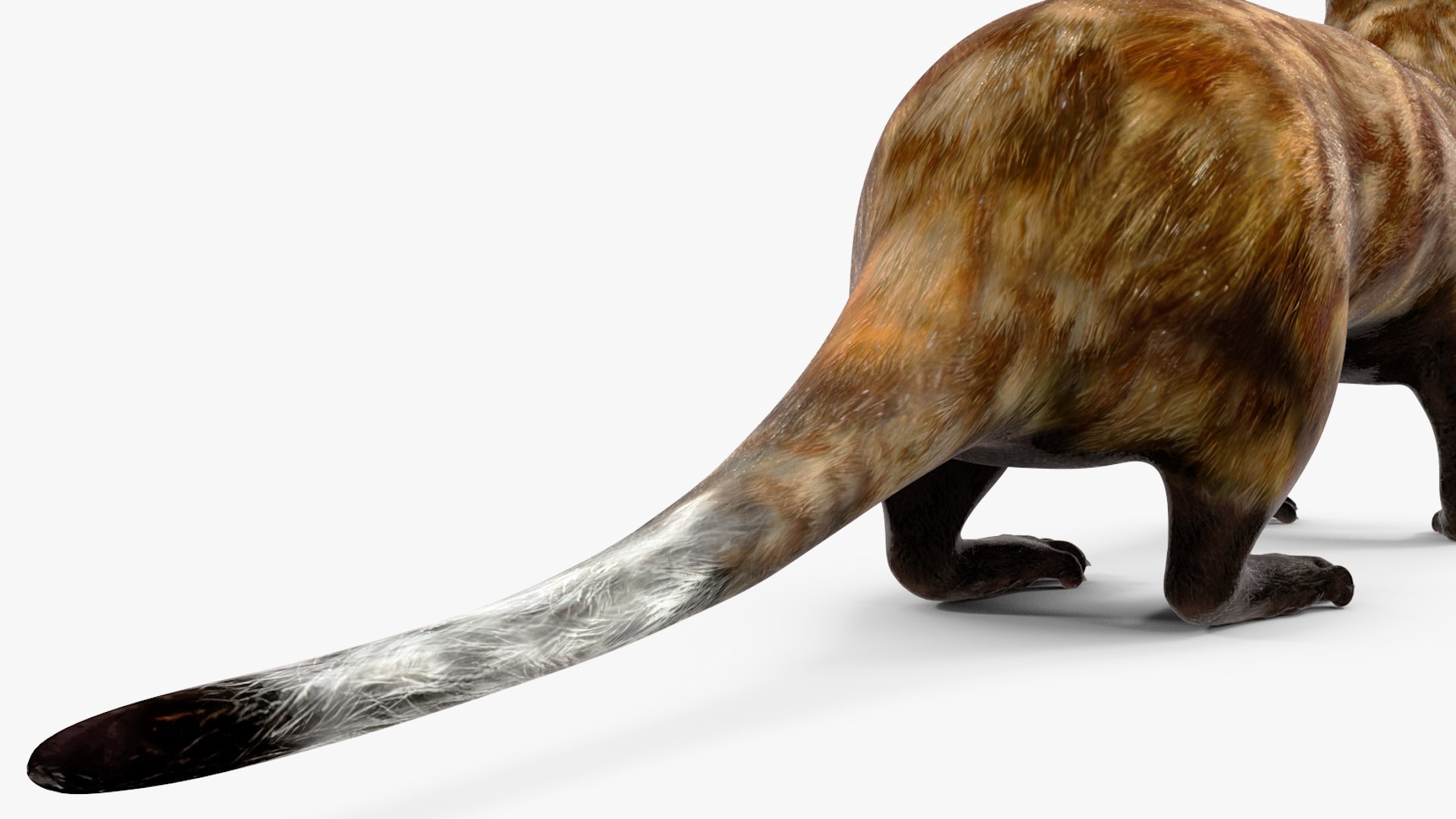 3D Vormela Peregusna - TurboSquid 2207697