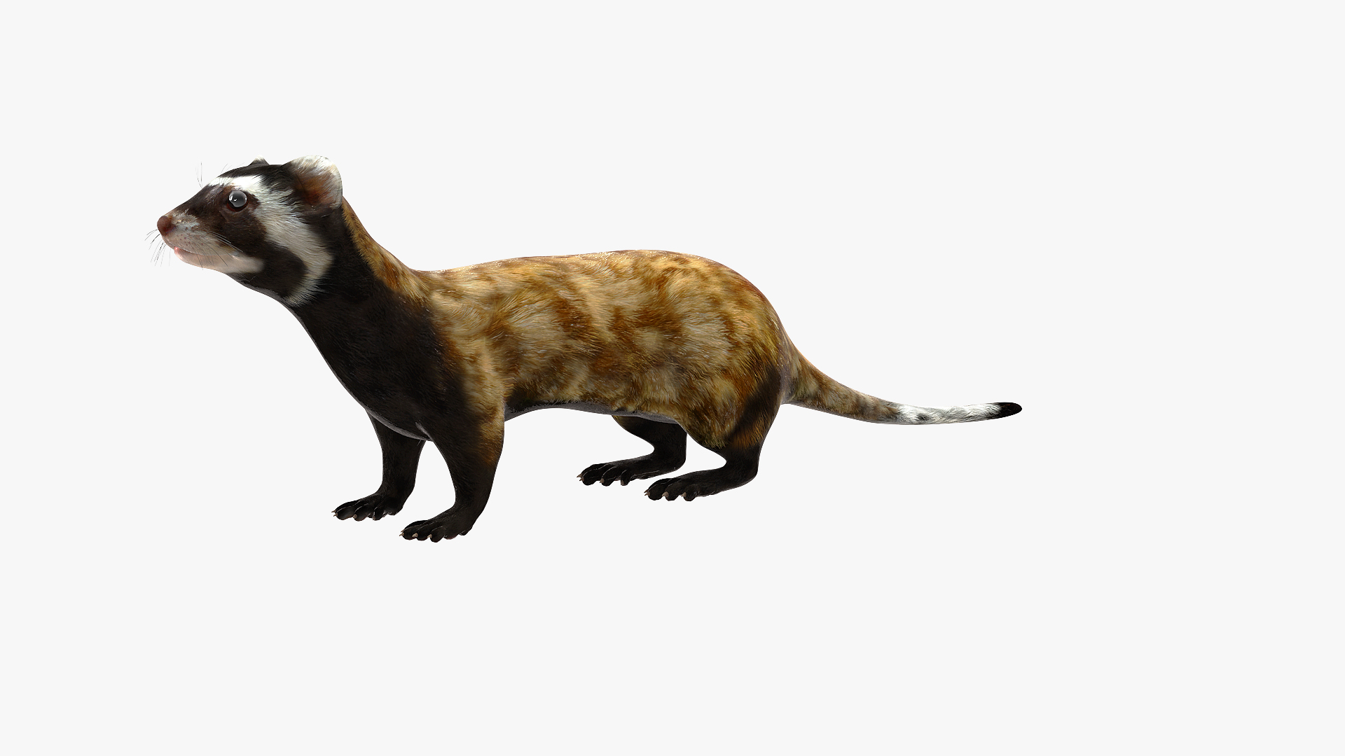 3D Vormela Peregusna - TurboSquid 2207697