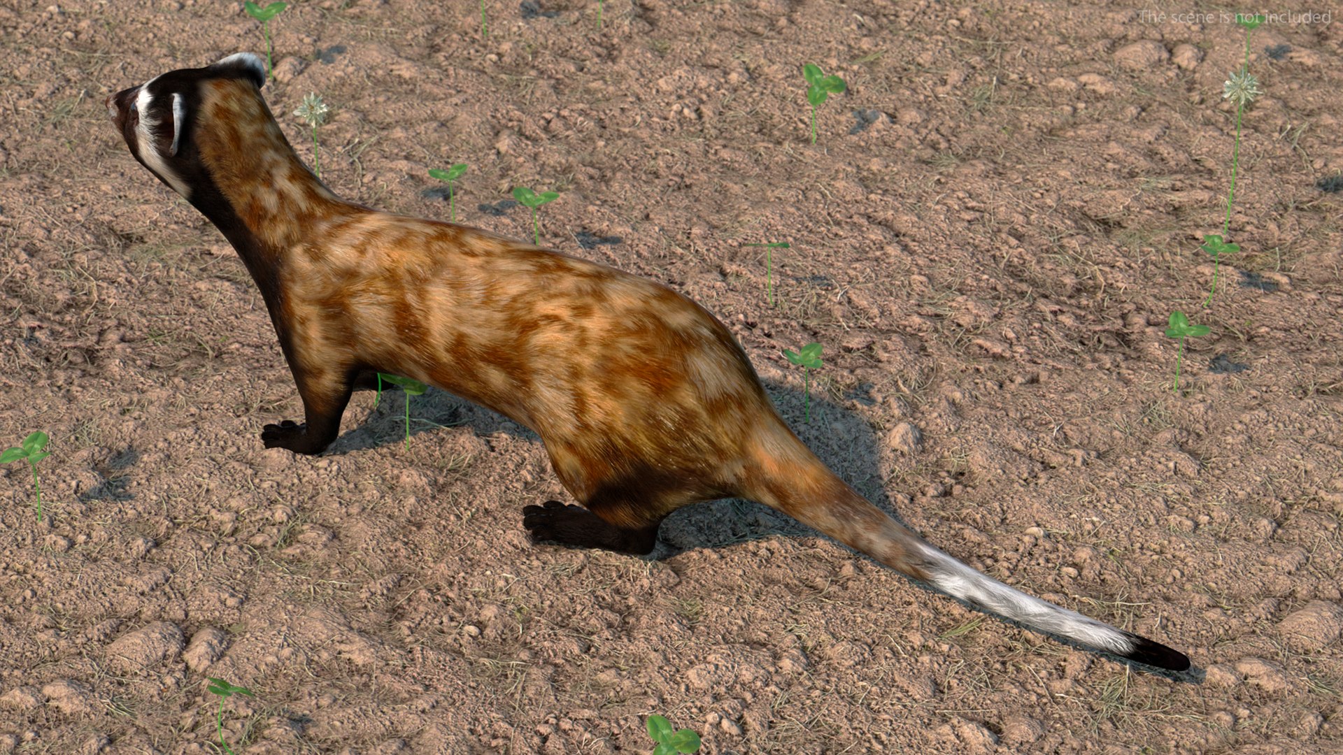 3D Vormela Peregusna - TurboSquid 2207697