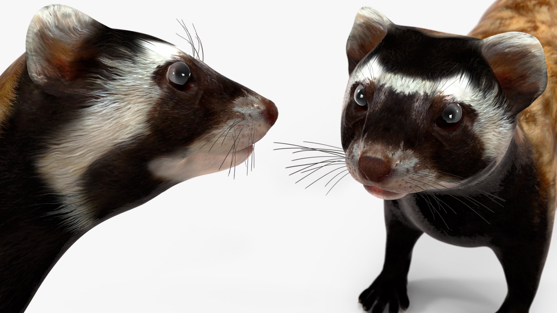 3D Vormela Peregusna - TurboSquid 2207697