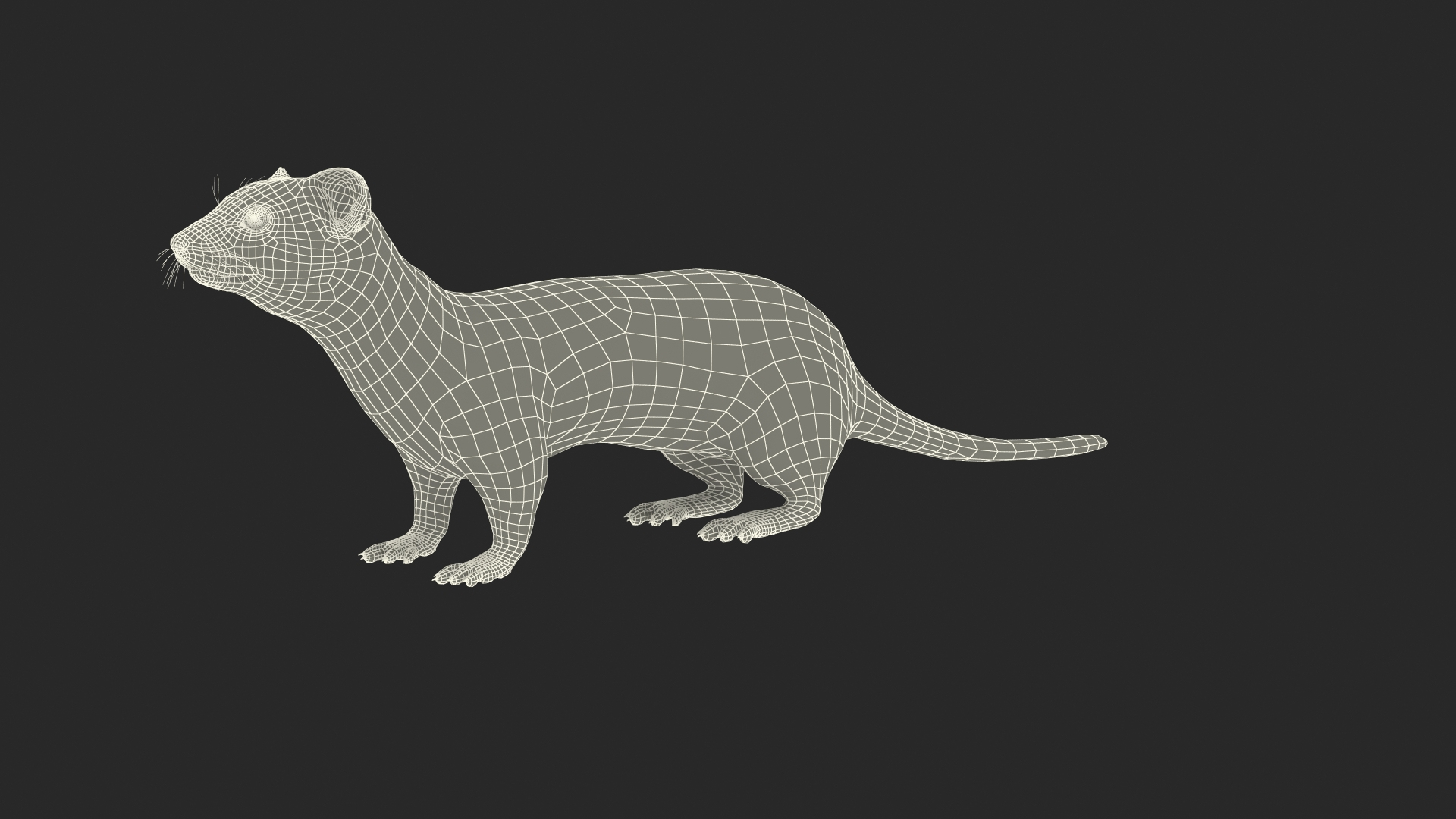 3D Vormela Peregusna - TurboSquid 2207697