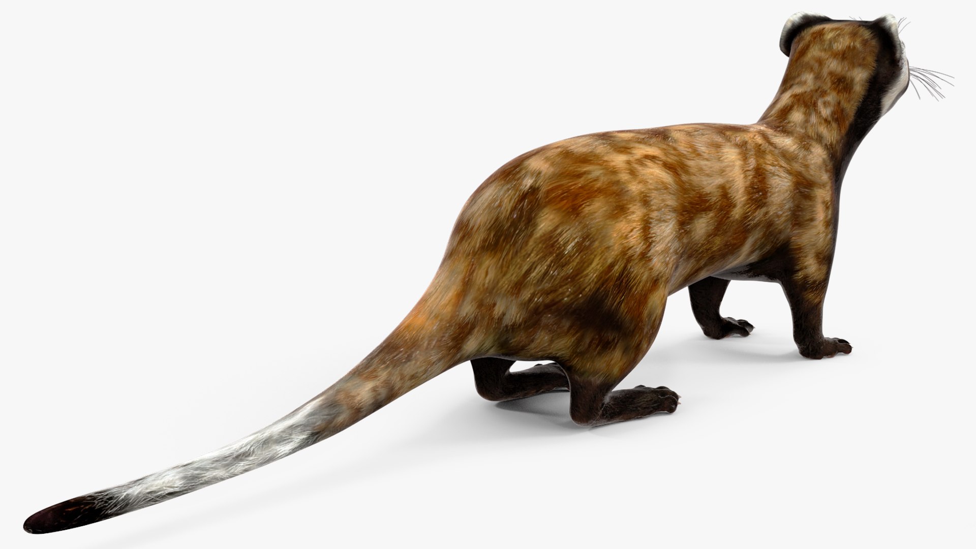 3D Vormela Peregusna - TurboSquid 2207697