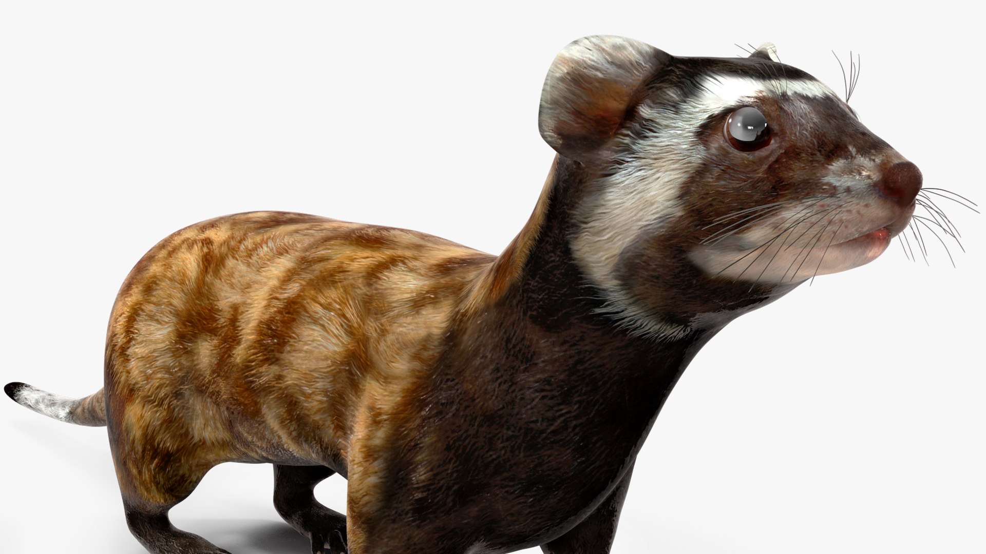 3D Vormela Peregusna - TurboSquid 2207697