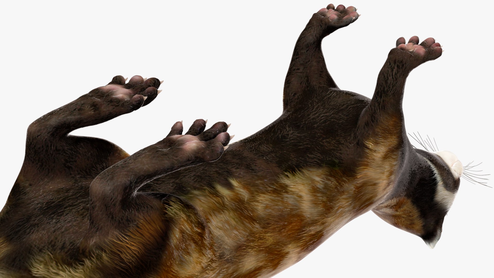 3D Vormela Peregusna - TurboSquid 2207697