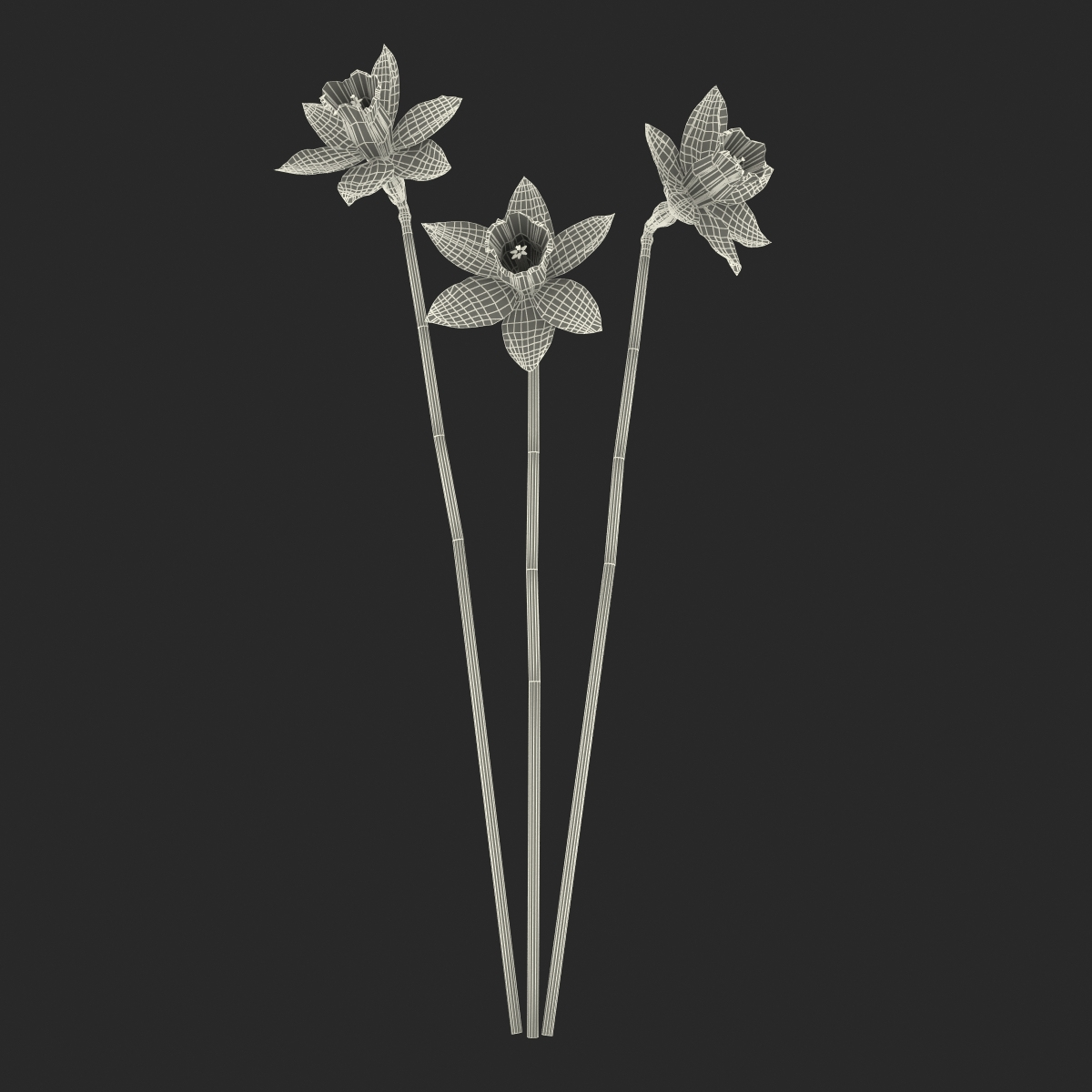 daffodil flowers 3ds