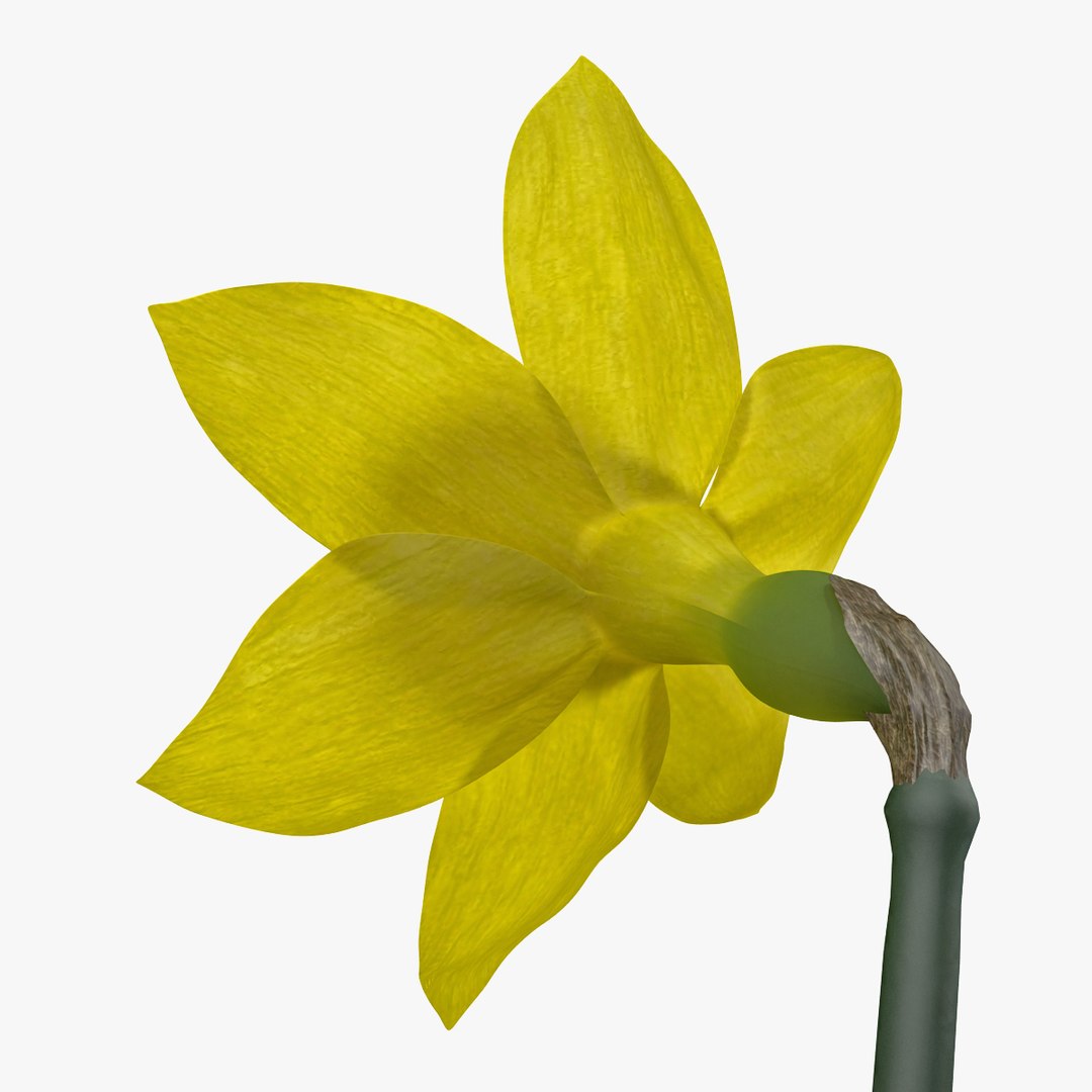 Daffodil Flowers 3ds