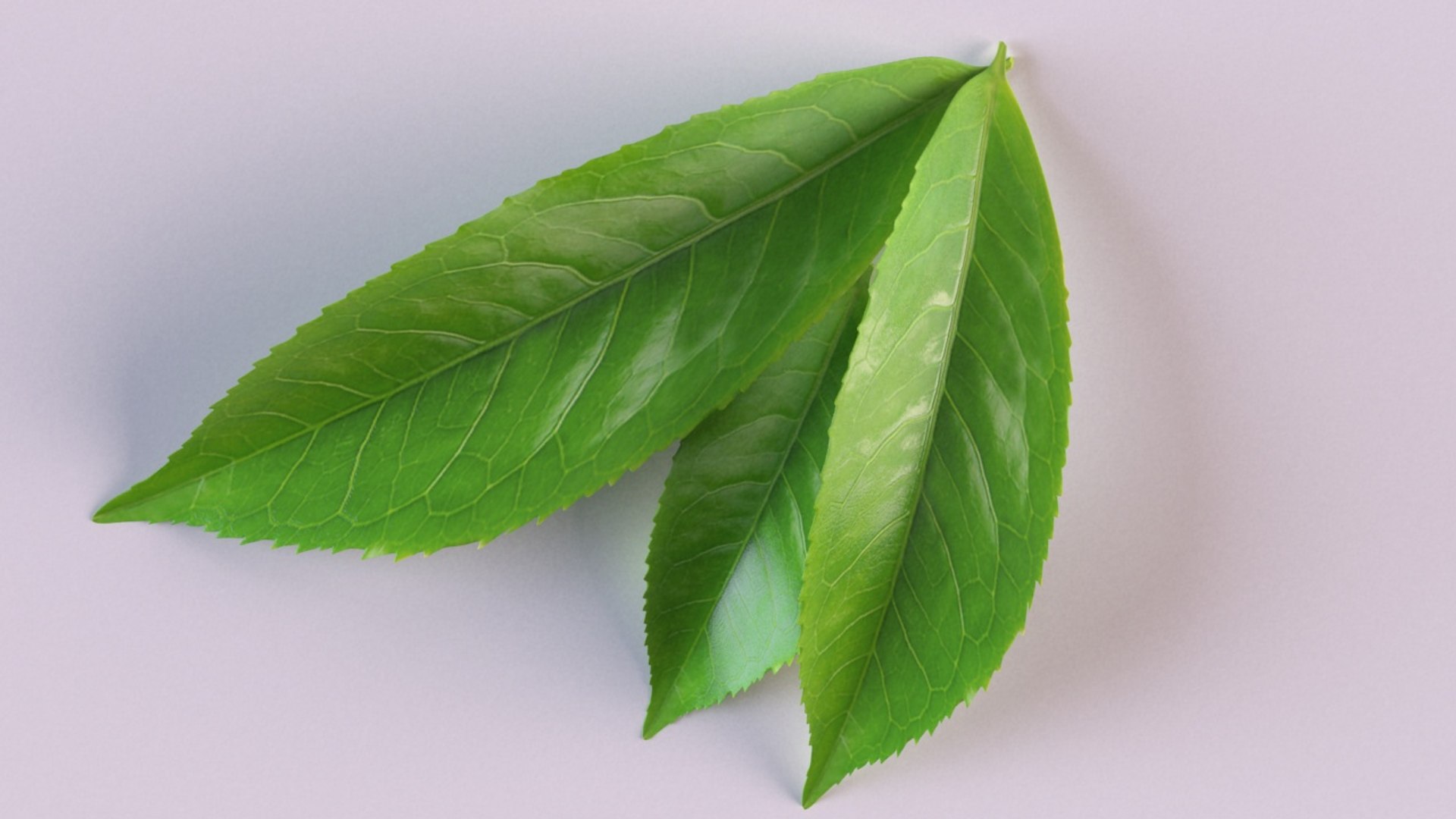 3D tea plants leaf drink - TurboSquid 1667792