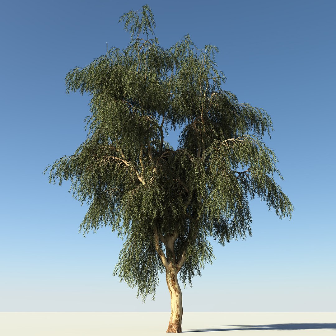 3d Model Eucalyptus Tree