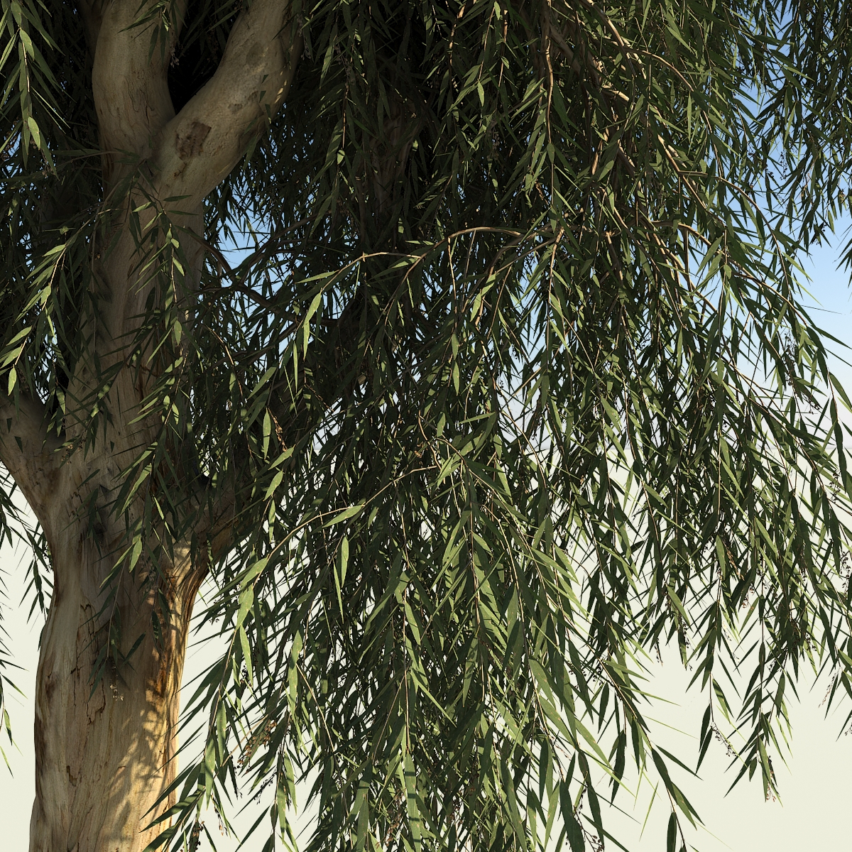 3d model eucalyptus tree